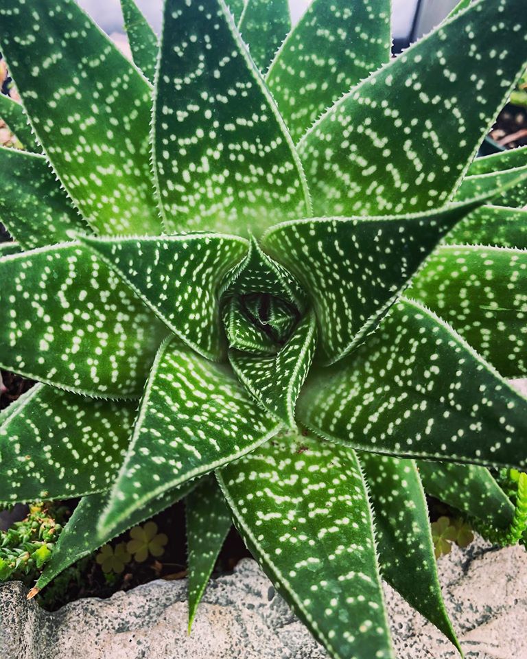 Plant Material | Soergel Orchards